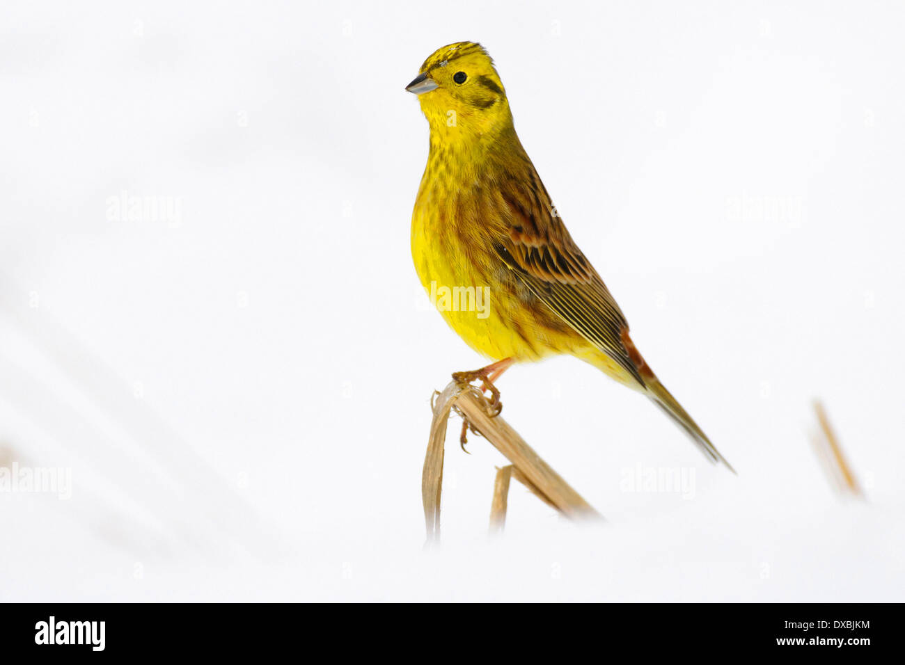 Yellowhammer hi-res stock photography and images - Alamy