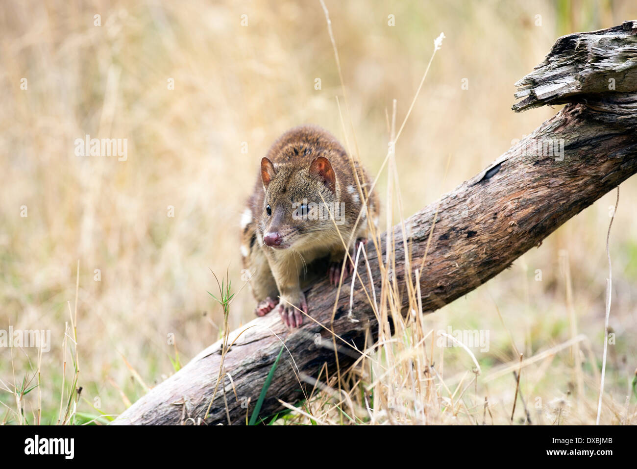 Spot-tailed quoll (Dasyurus hallucatus). The species is also known as ...