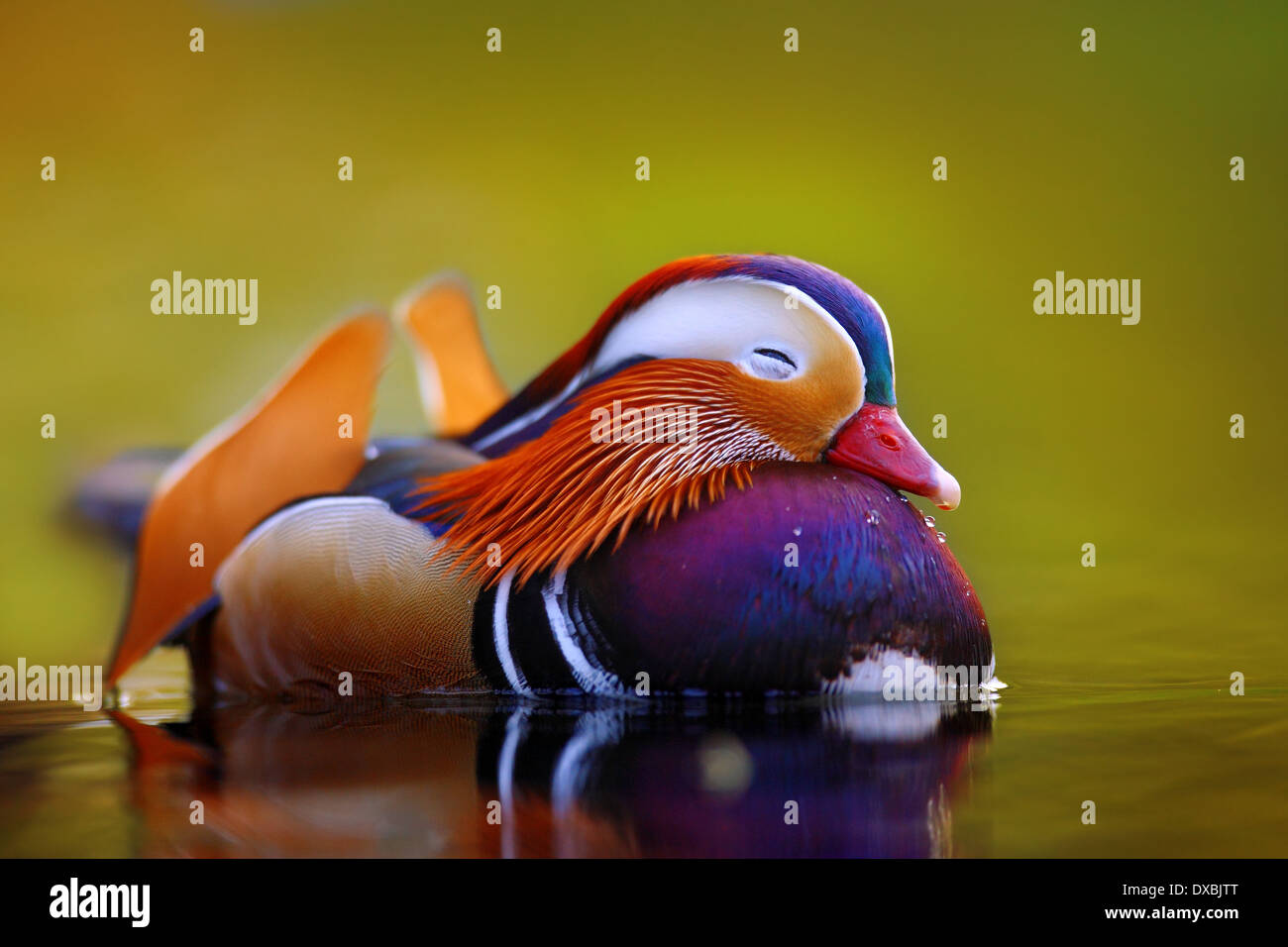 Mandarina duck hi-res stock photography and images - Alamy