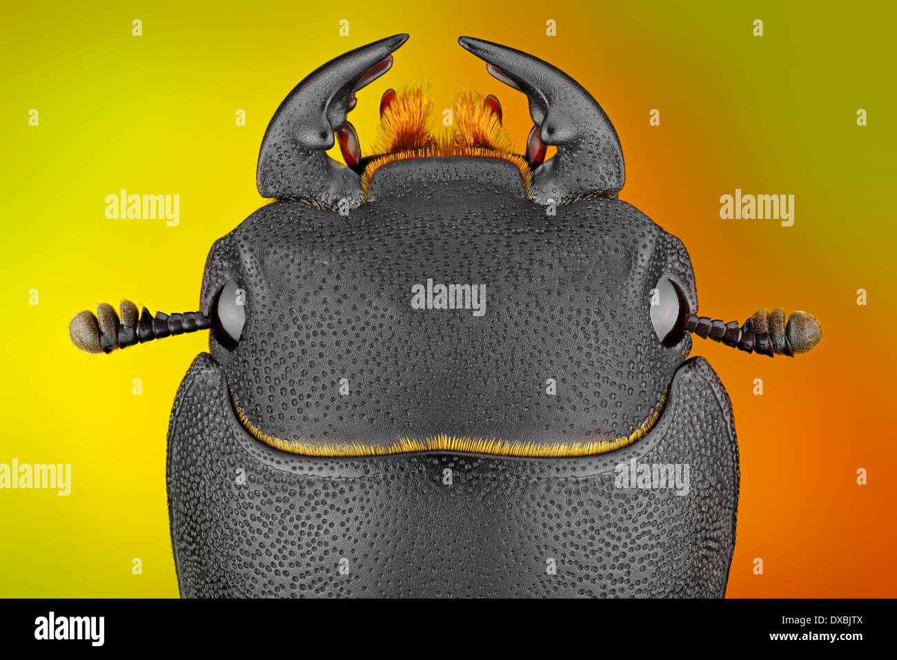 Beetle armor hi-res stock photography and images - Alamy