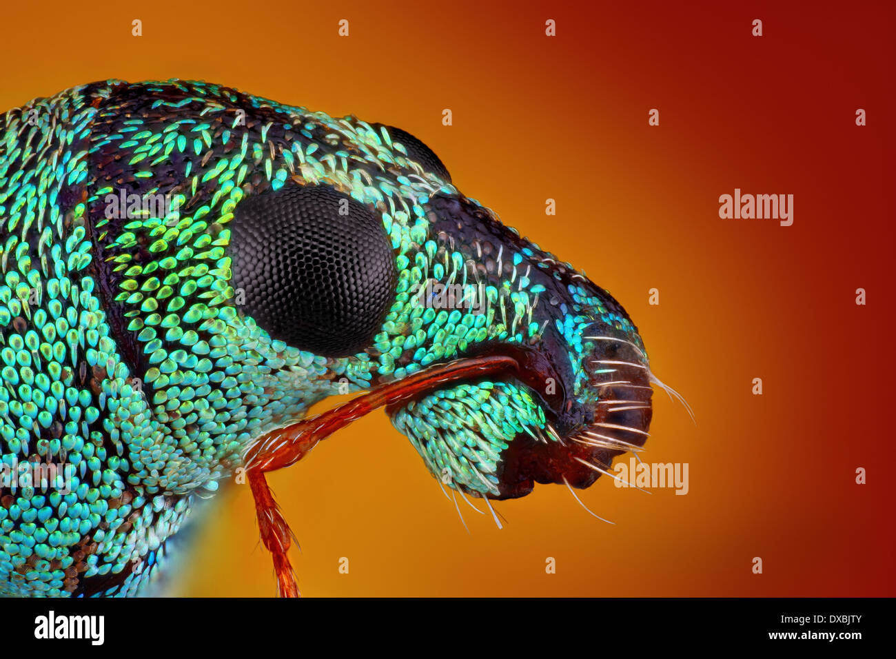 Extreme sharp and detailed photo of a metallic weevil Polydrusus ...