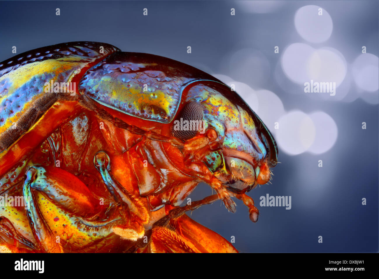 Insect with many legs hi-res stock photography and images - Alamy