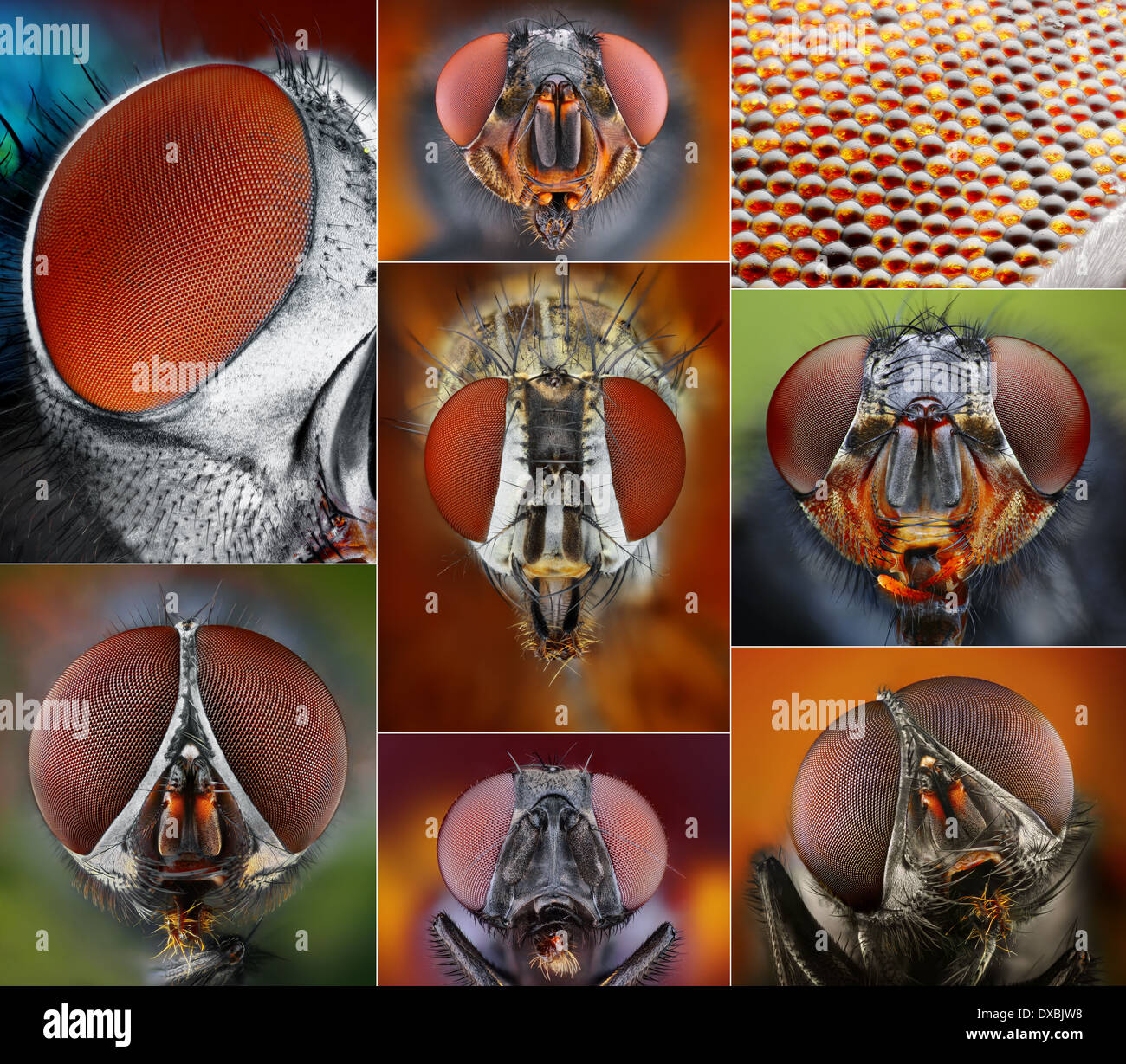 Magnified images hi-res stock photography and images - Alamy