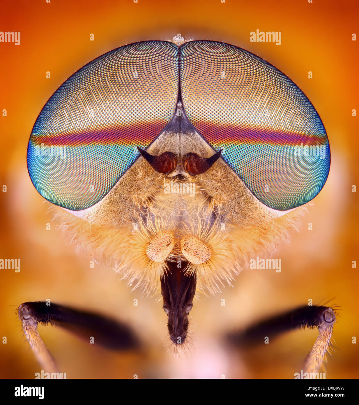 Ommatidium structure hi-res stock photography and images - Alamy