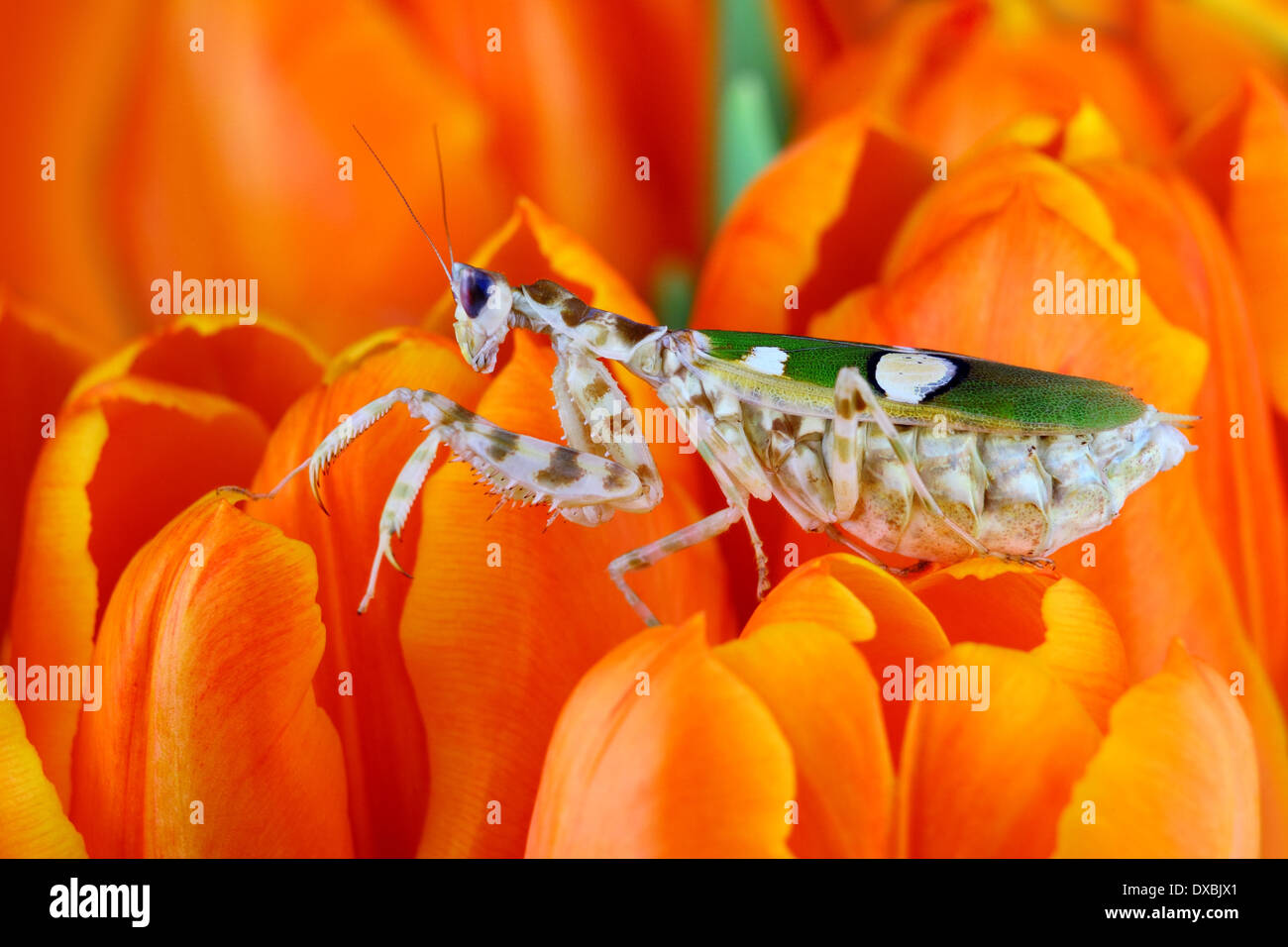 Praying mantis cannibalism hi-res stock photography and images - Alamy