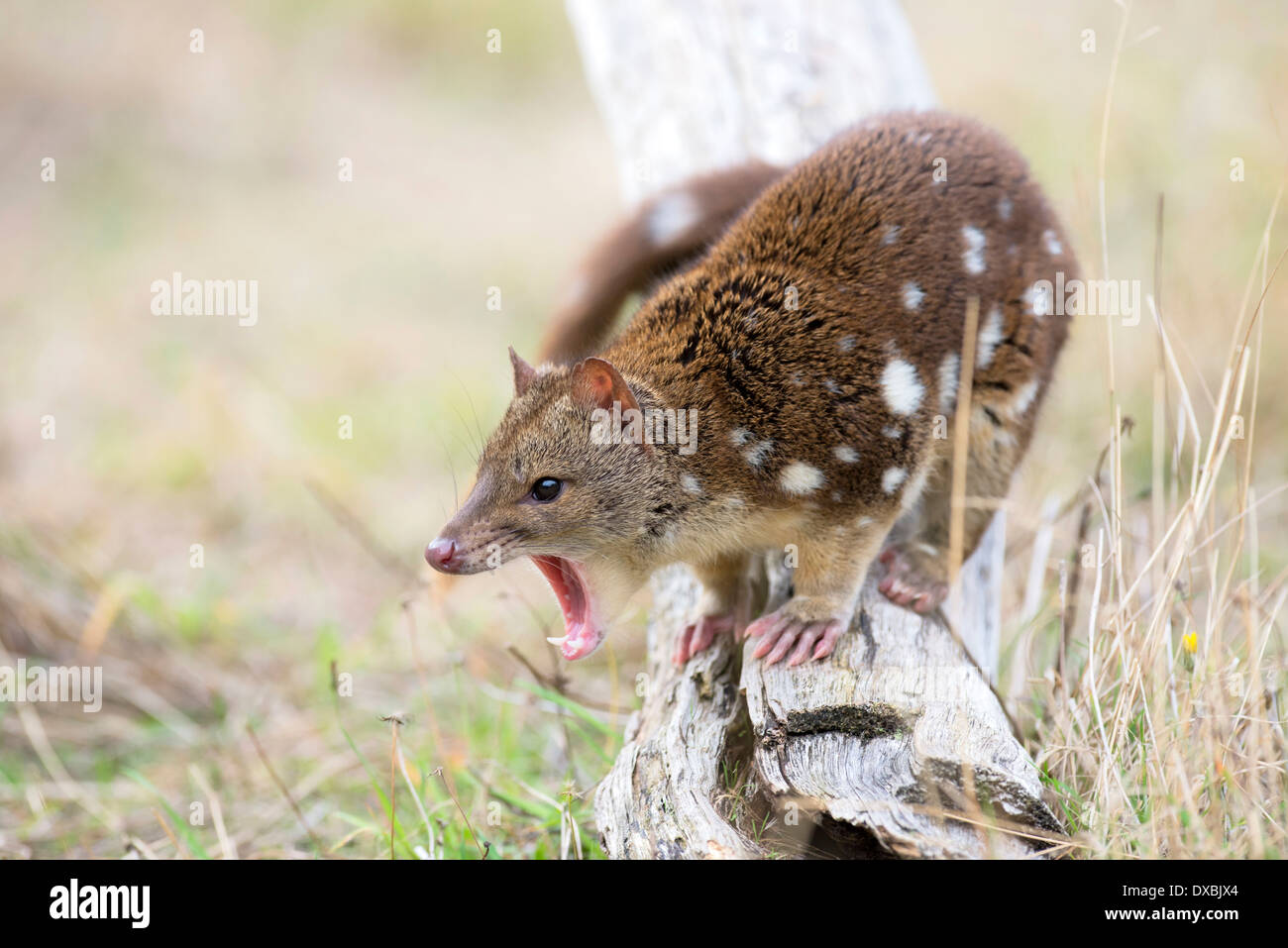 Spot-tailed quoll (Dasyurus hallucatus). The species is also known as ...