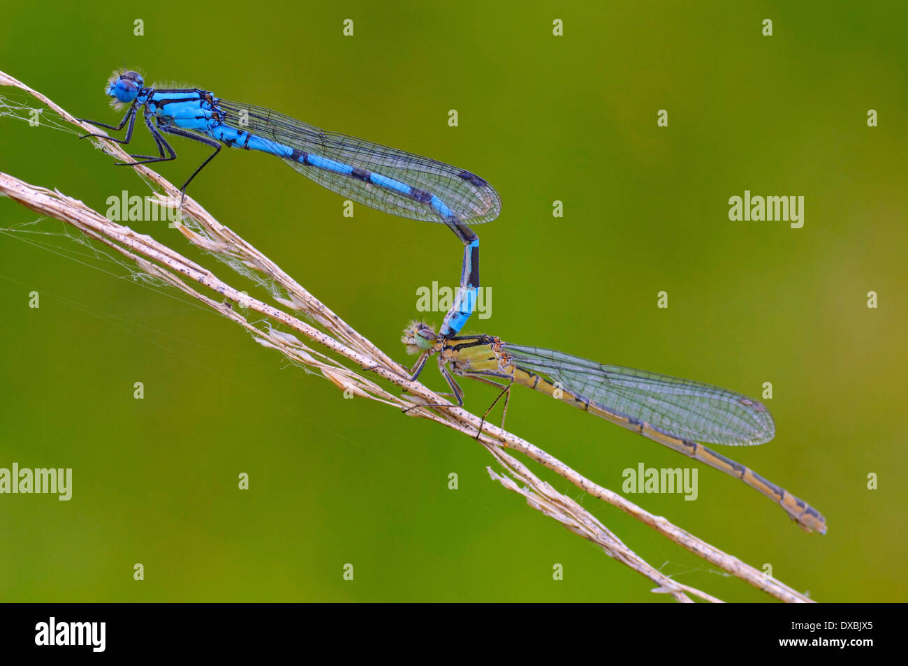 Azure Damselfly, Common Coenagrion Stock Photo - Alamy