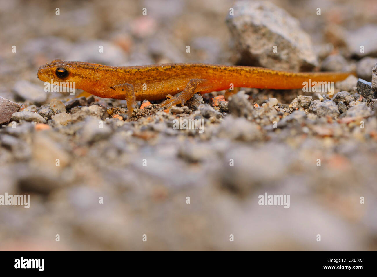 Common Newt, Smooth Newt Stock Photo - Alamy