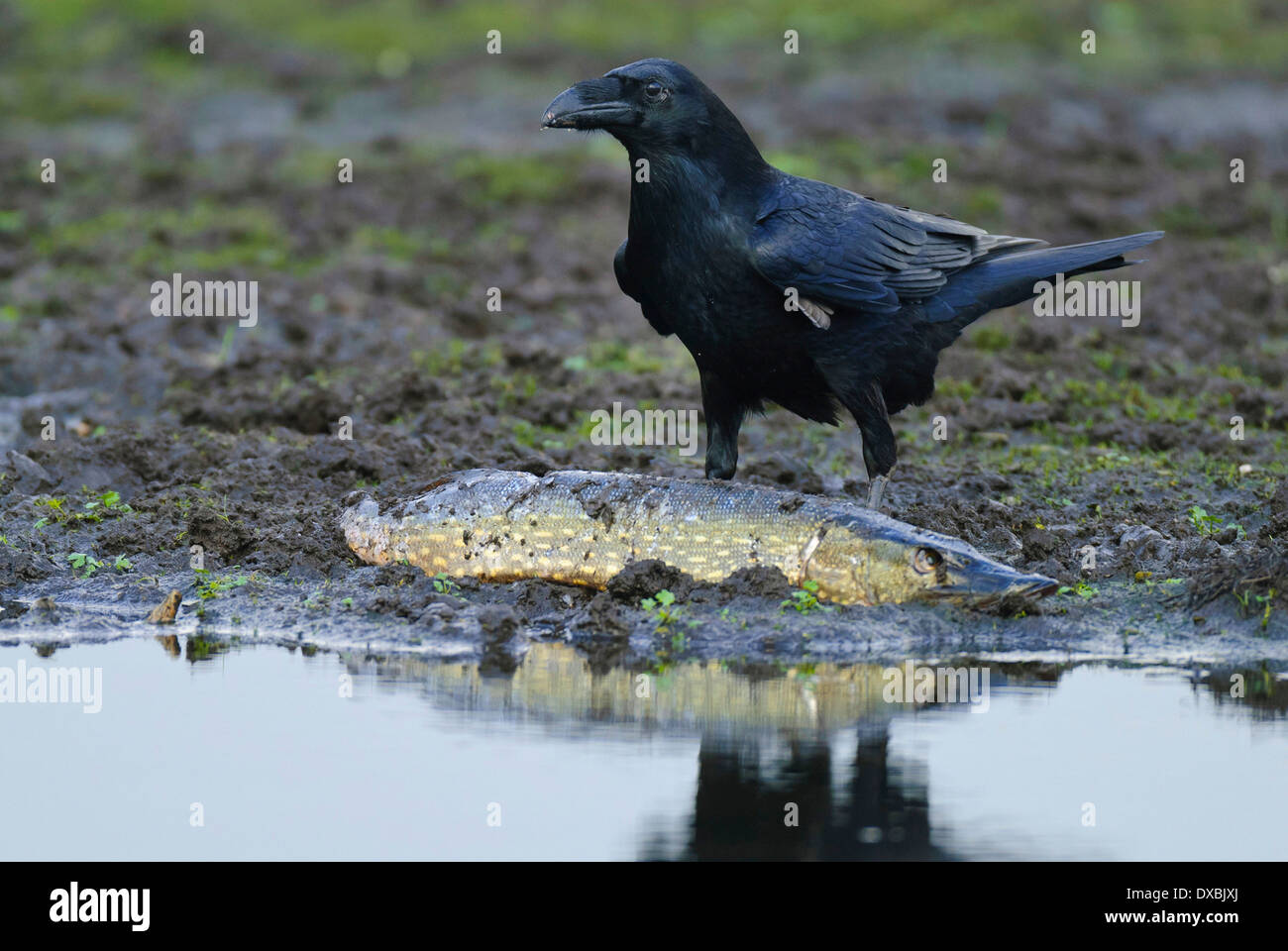 Raven dead hi-res stock photography and images - Alamy