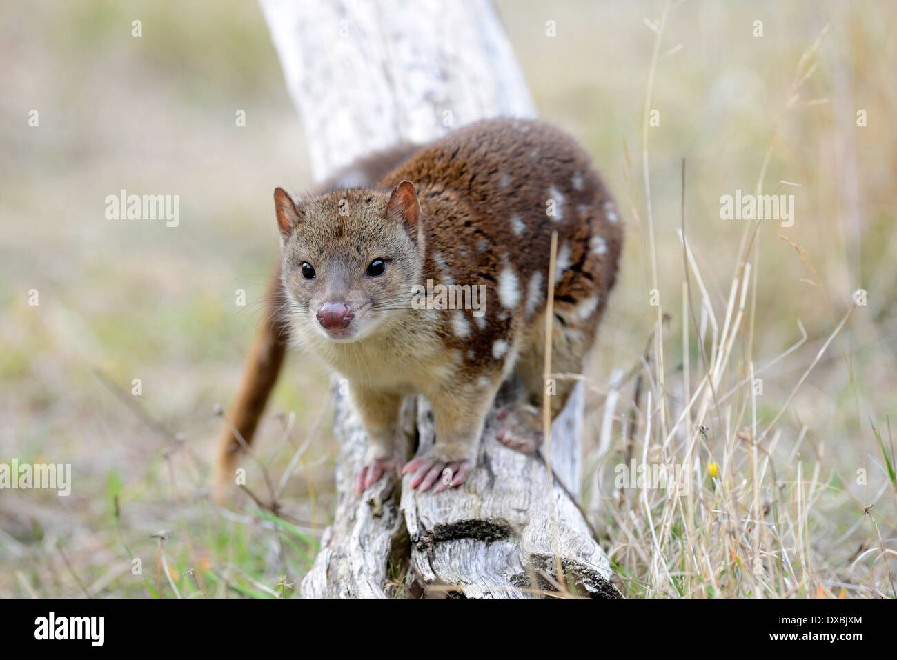 Spot-tailed quoll (Dasyurus hallucatus). The species is also known as ...