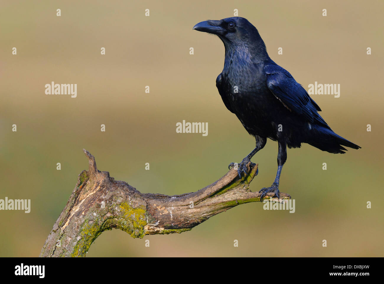 Raven hi-res stock photography and images - Alamy