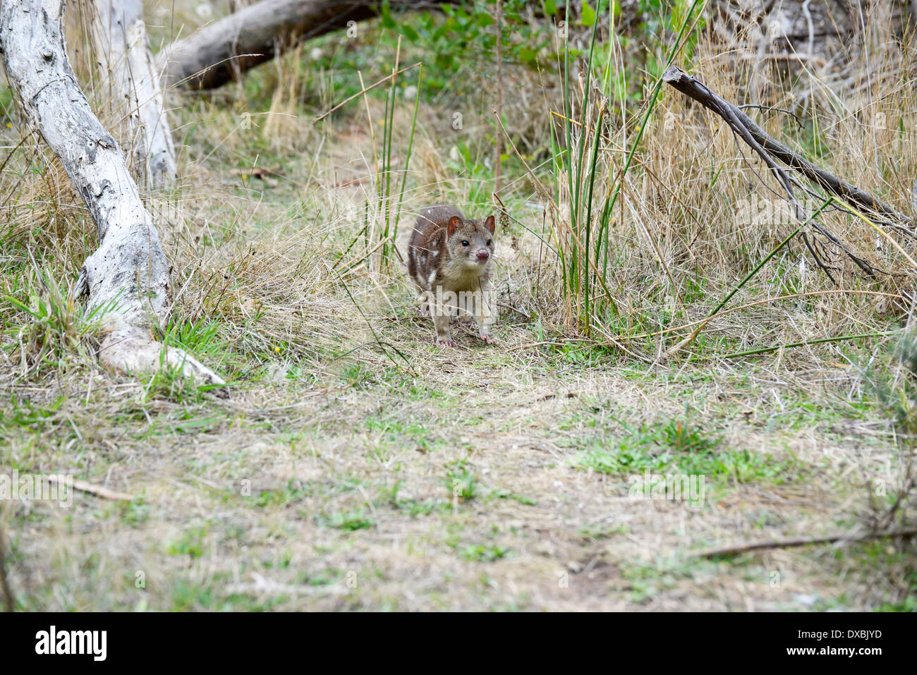 Spot-tailed quoll (Dasyurus hallucatus). The species is also known as ...