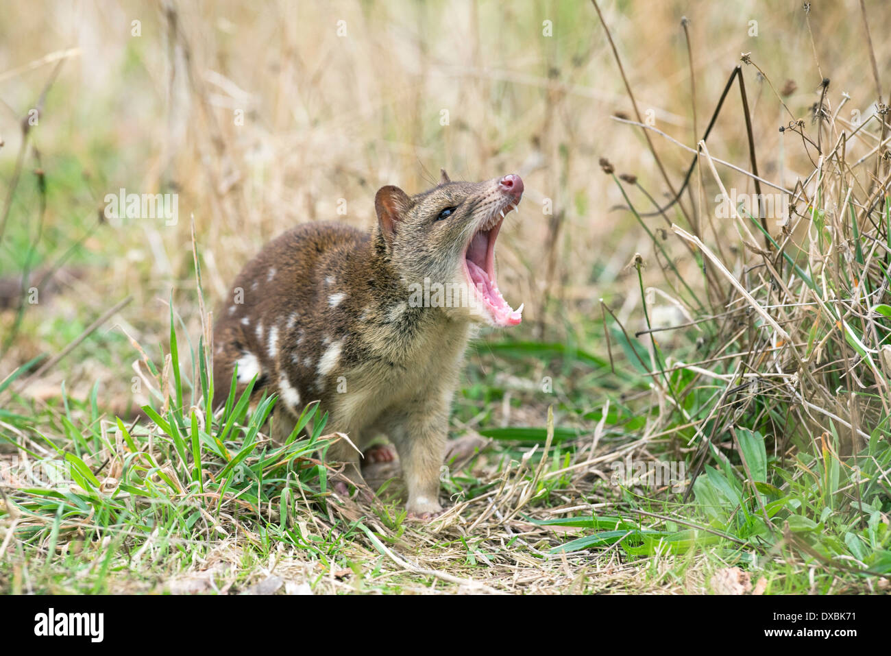 Spot-tailed quoll (Dasyurus hallucatus). The species is also known as ...