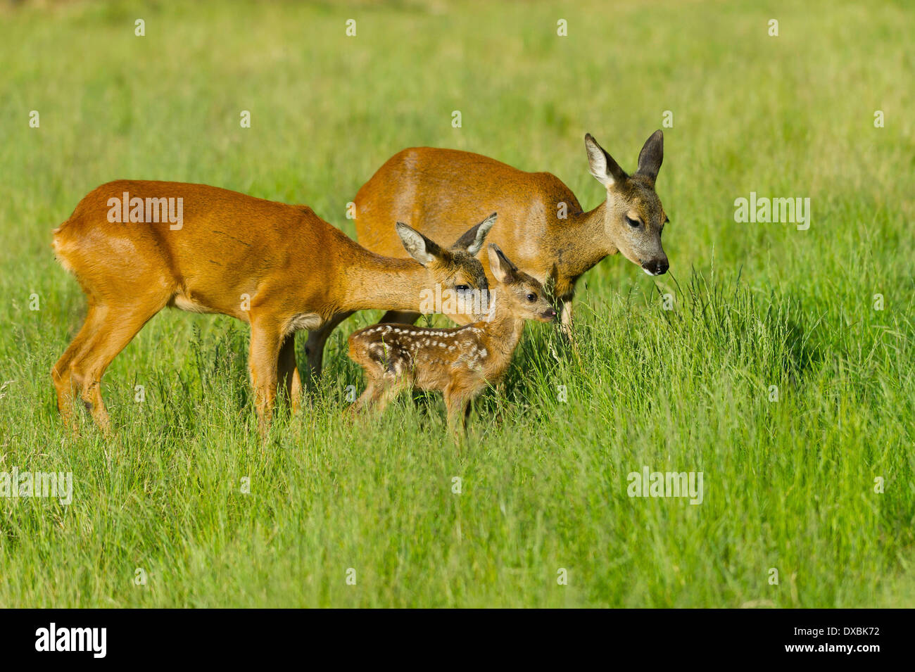 Three roe deers hi-res stock photography and images - Alamy
