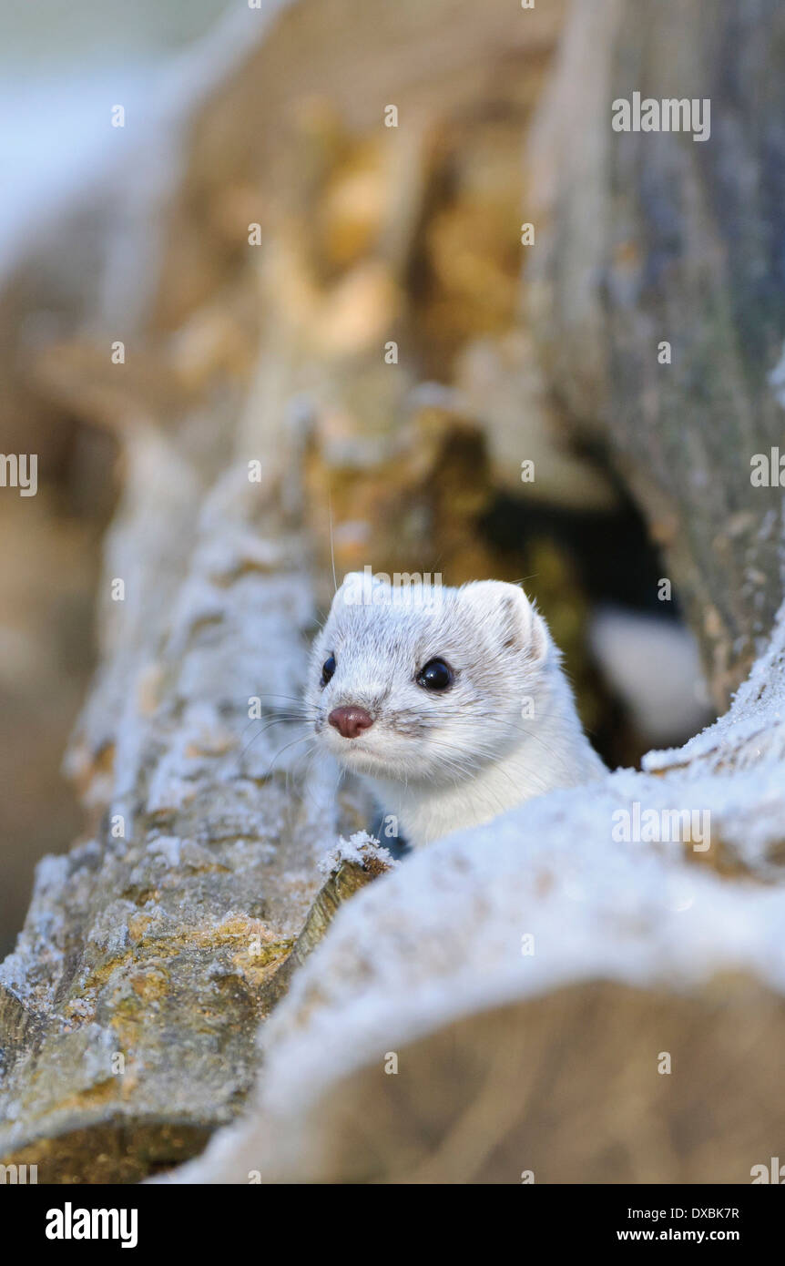 White ermine animal hi-res stock photography and images - Alamy