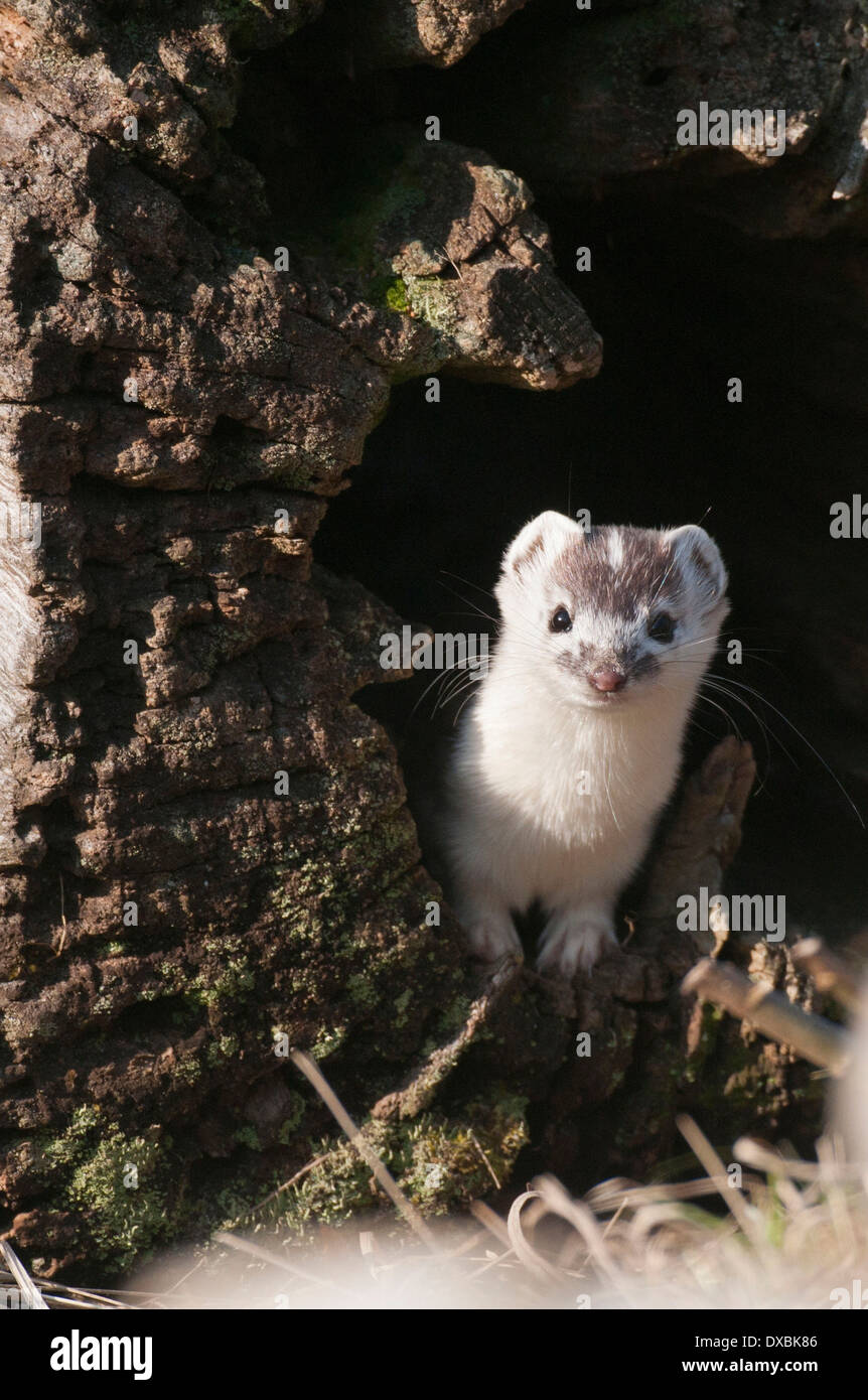 Ermine front hi-res stock photography and images - Alamy
