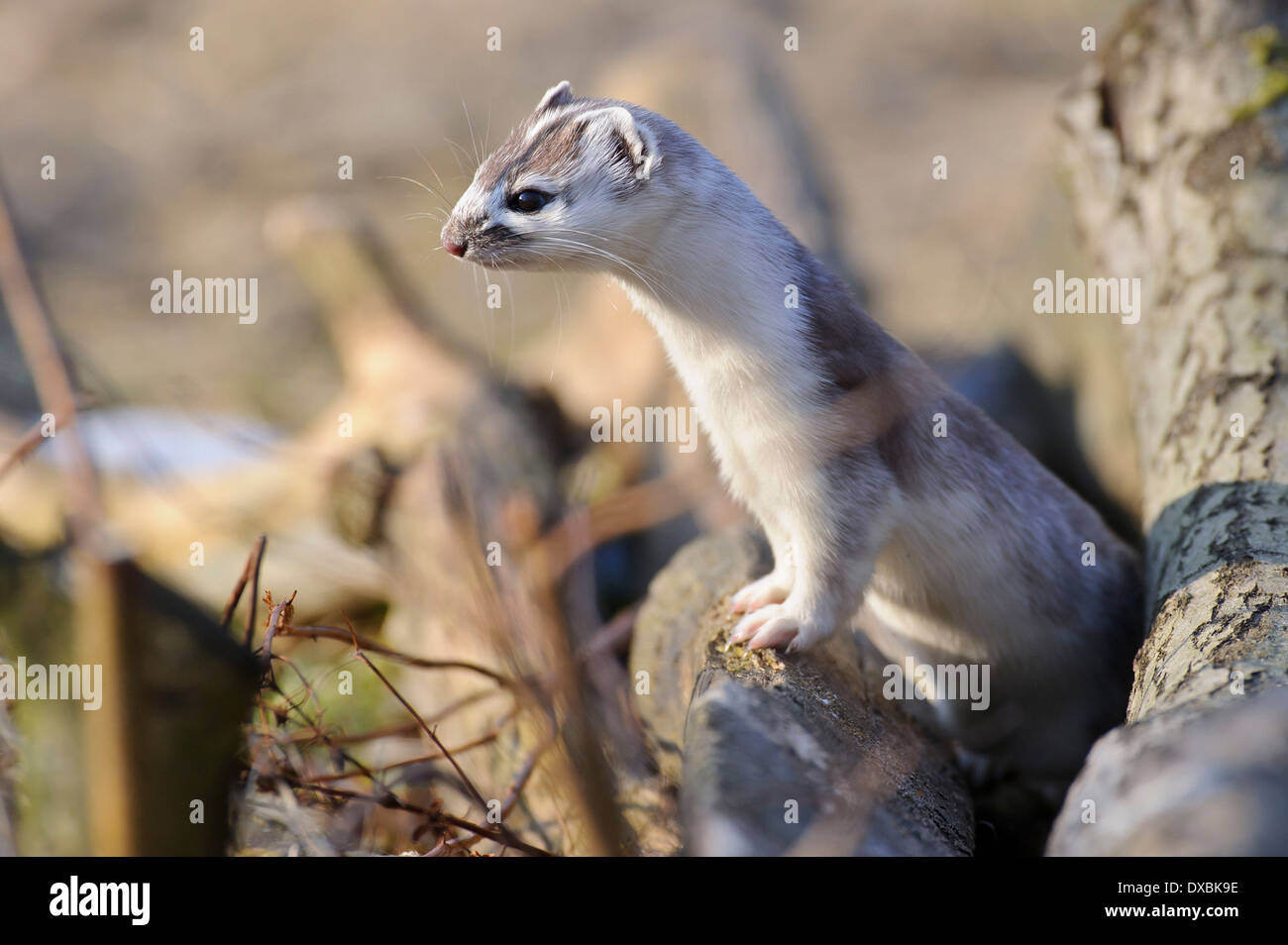 Ermine europe hi-res stock photography and images - Alamy