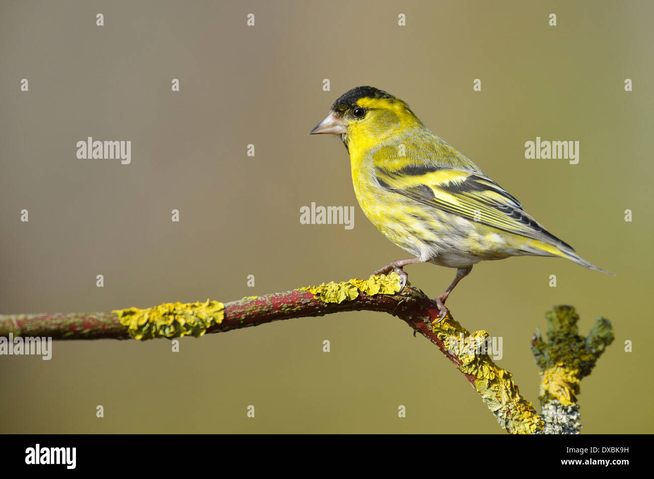 Adult siskin hi-res stock photography and images - Alamy