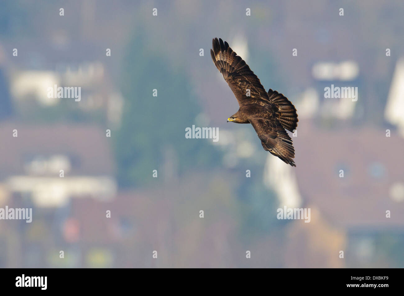 European buzzard hi-res stock photography and images - Alamy
