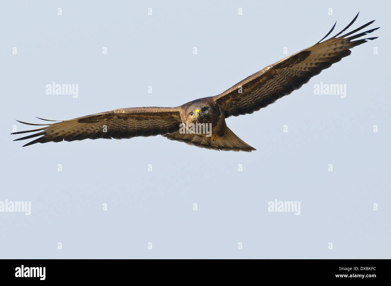 European buzzard hi-res stock photography and images - Alamy