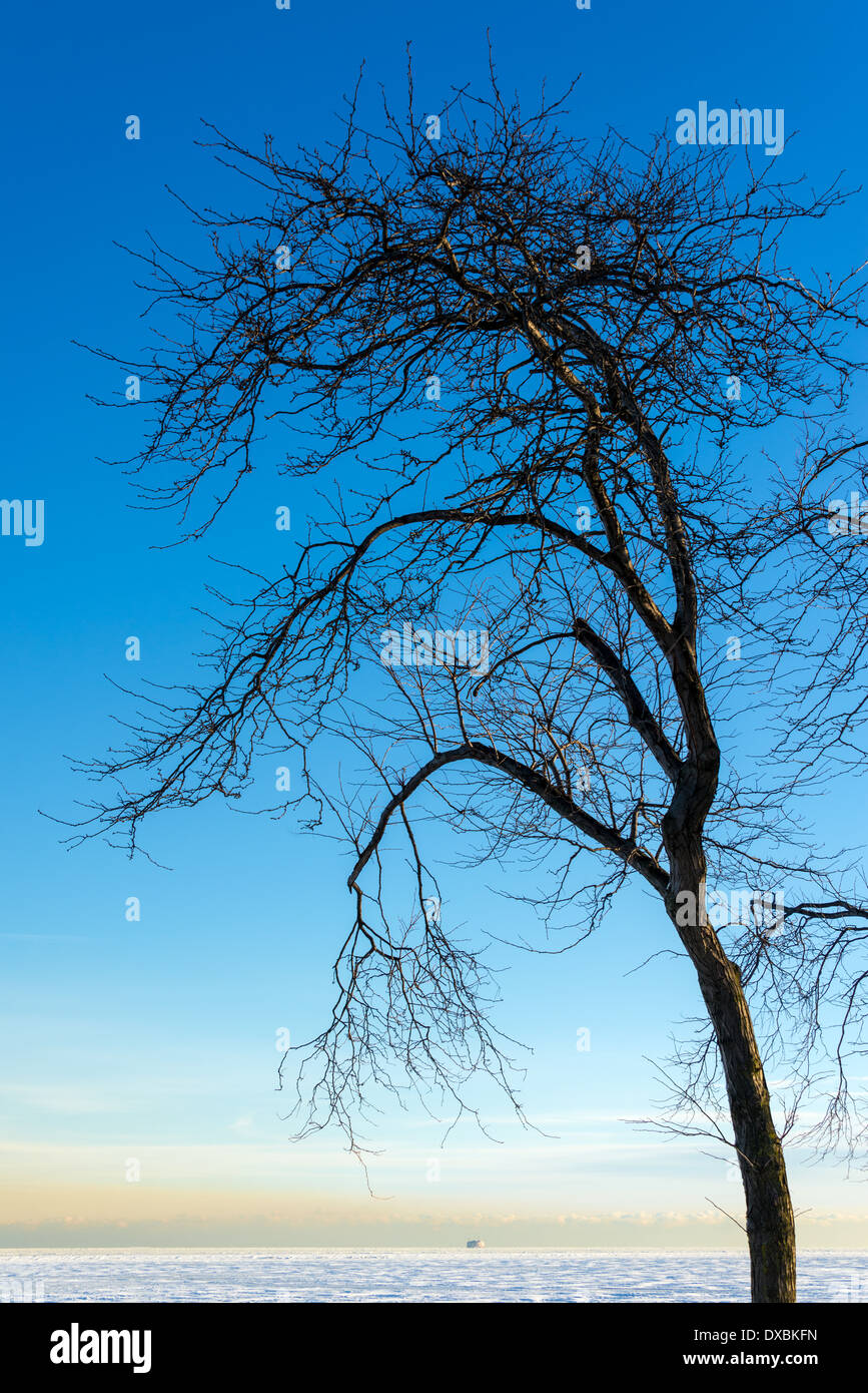 View of a dead tree in winter with frozen and snow covered Lake ...