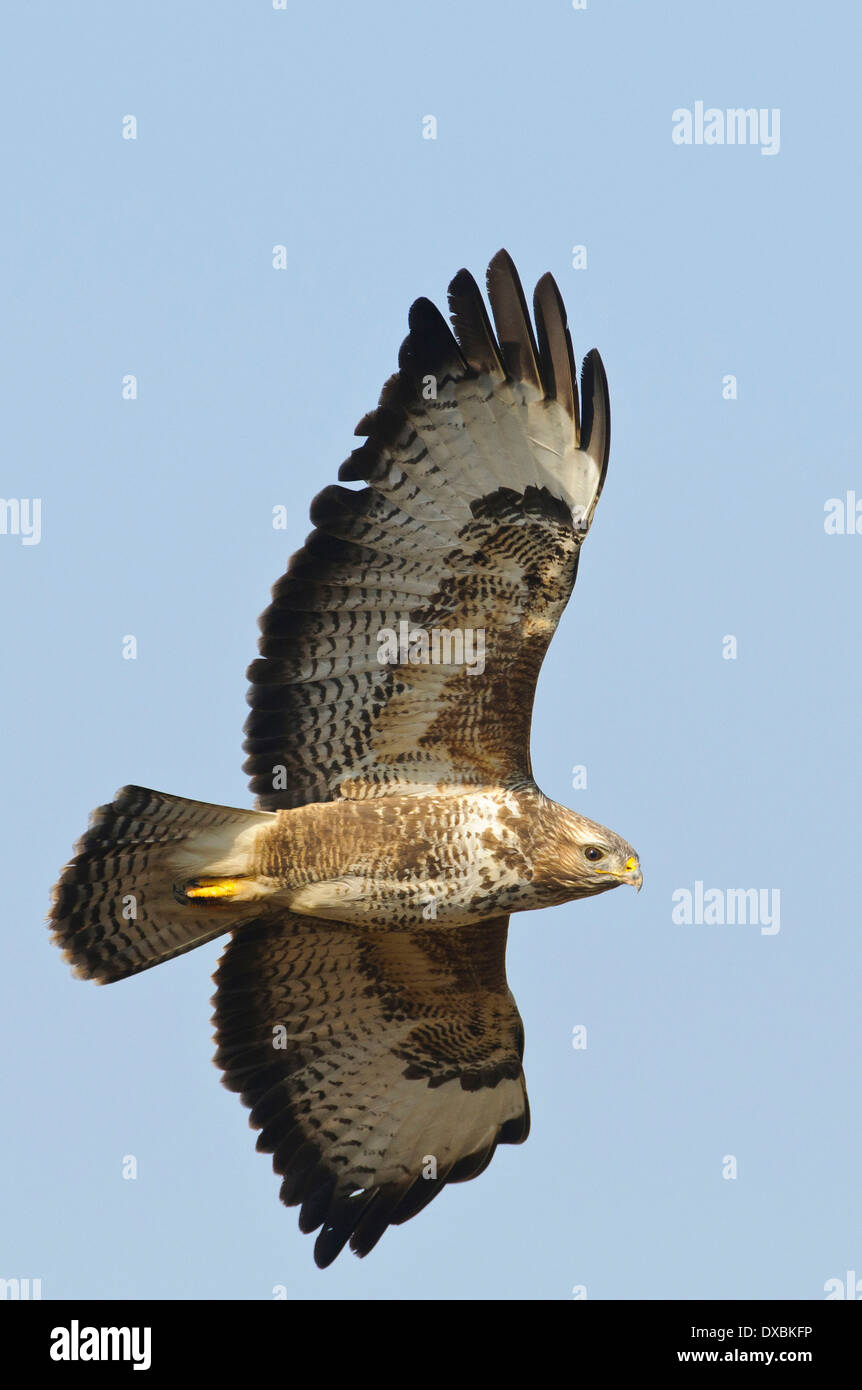 Common Buzzard, European Buzzard Stock Photo - Alamy