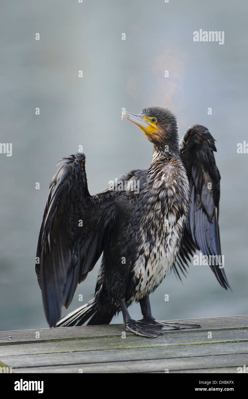 Cormorant stands hi-res stock photography and images - Alamy