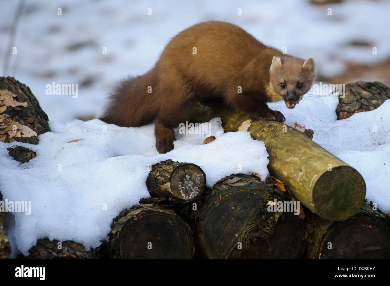 Pine marten hi-res stock photography and images - Alamy