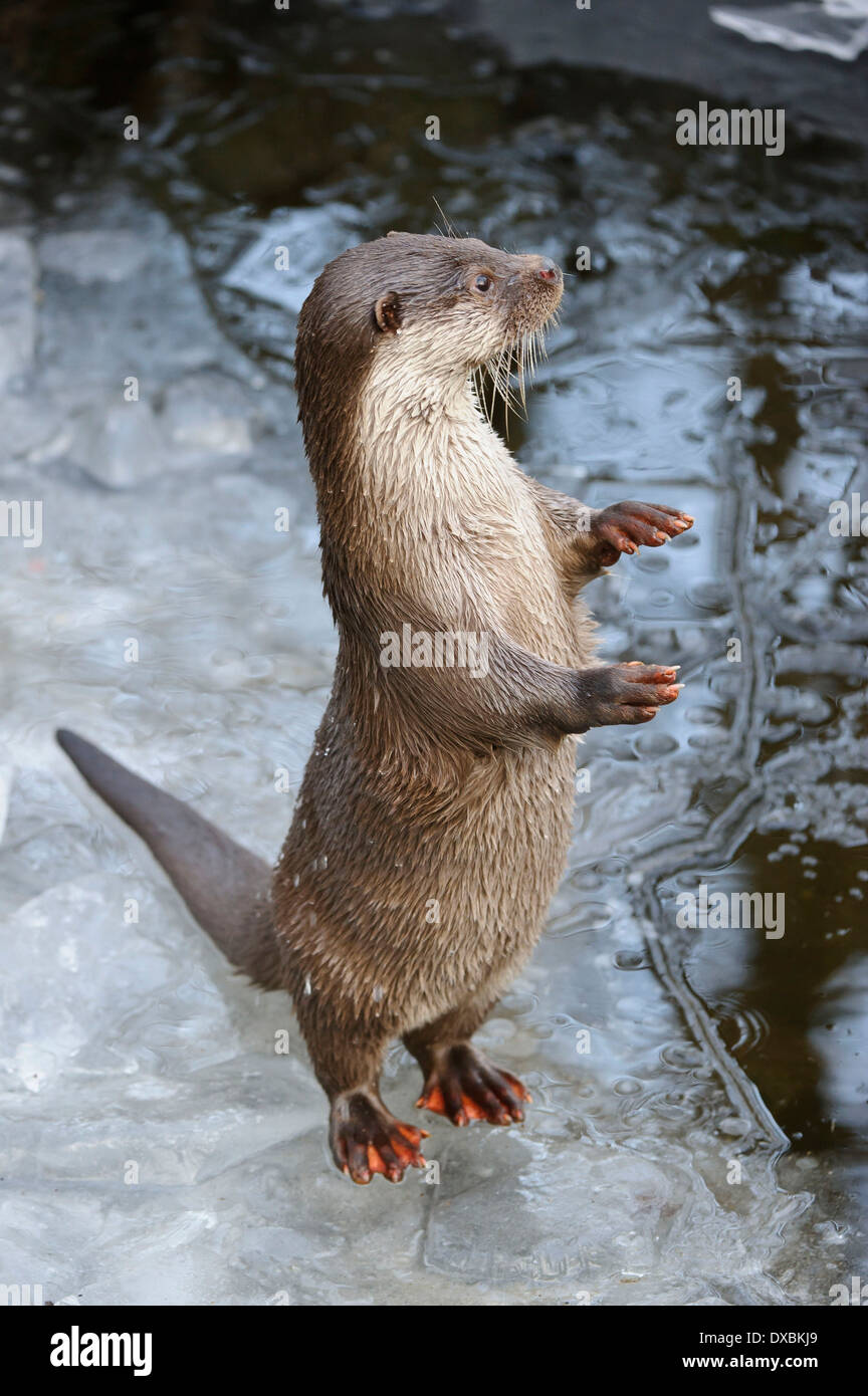 European Otter, River Otter Stock Photo - Alamy