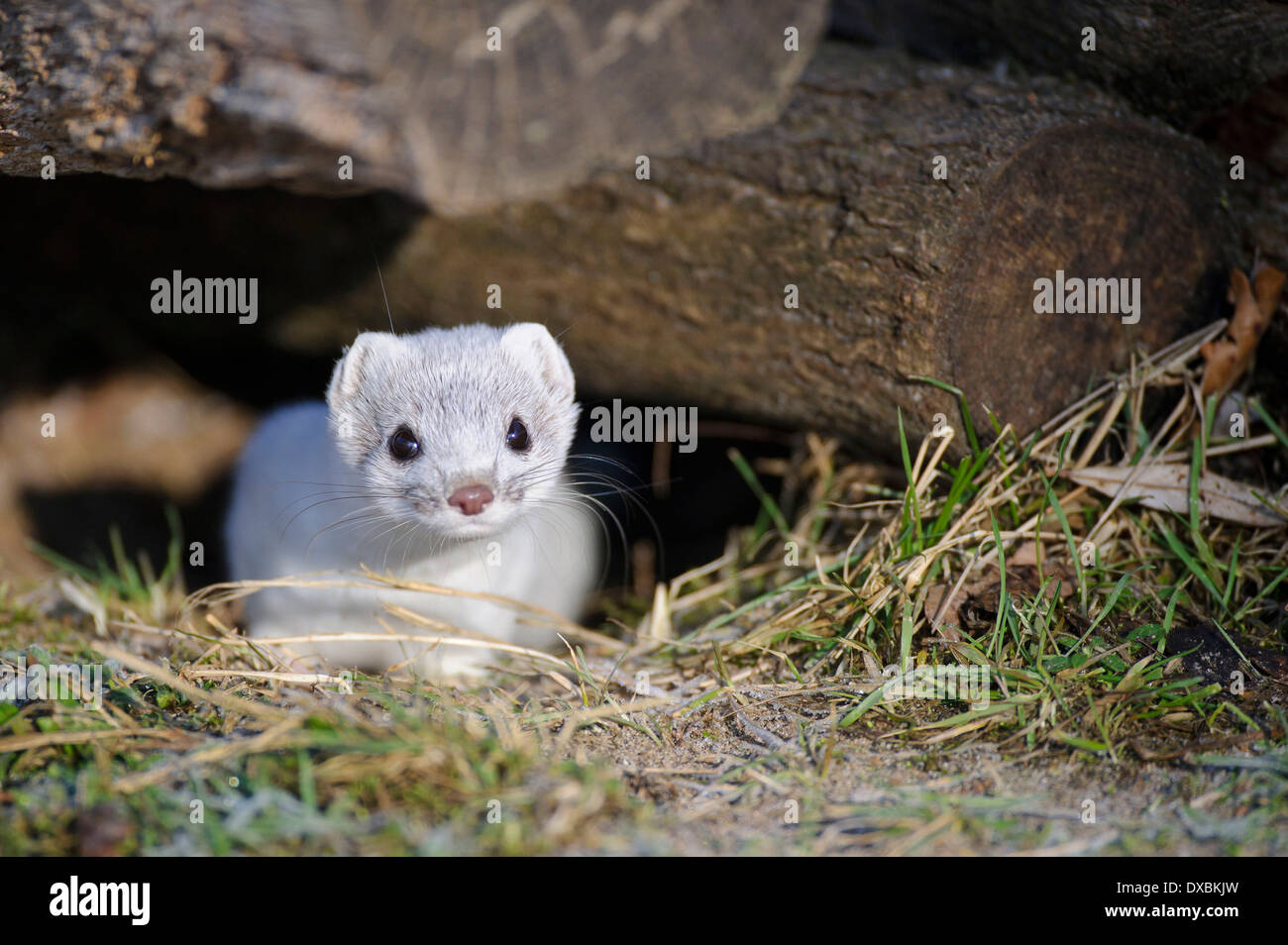Ermine or stoat hi-res stock photography and images - Alamy