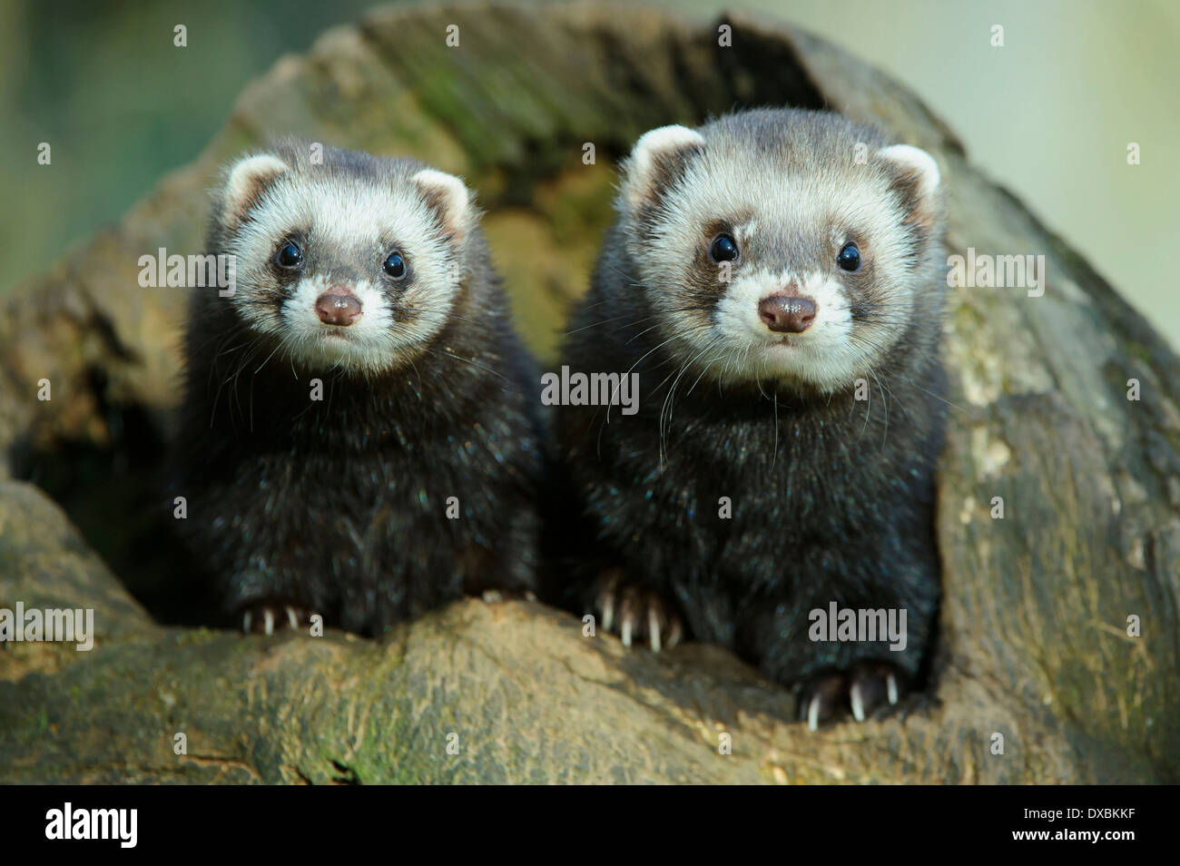 European Ferret, Polecat Stock Photo - Alamy
