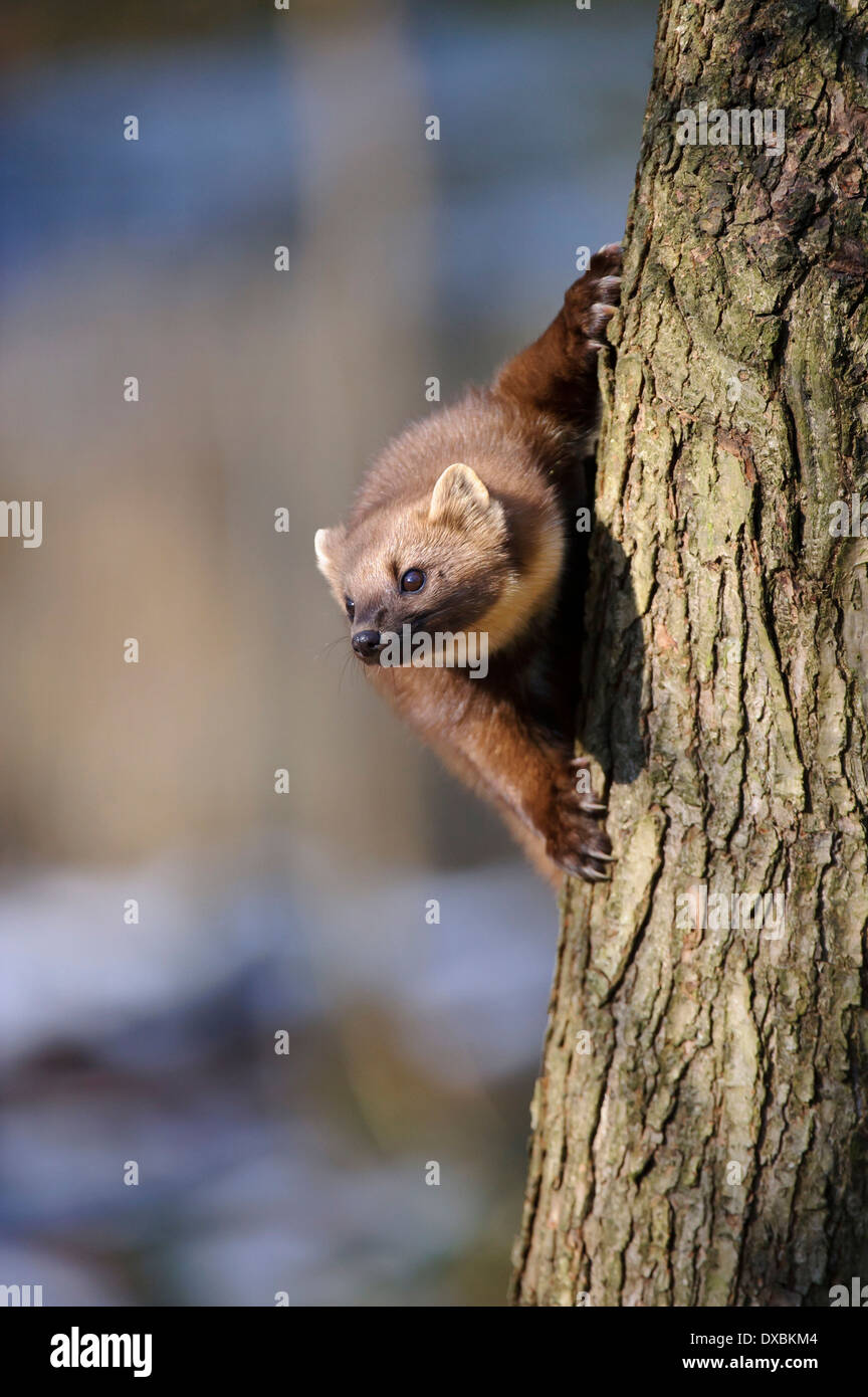 Climbing pine marten hi-res stock photography and images - Alamy
