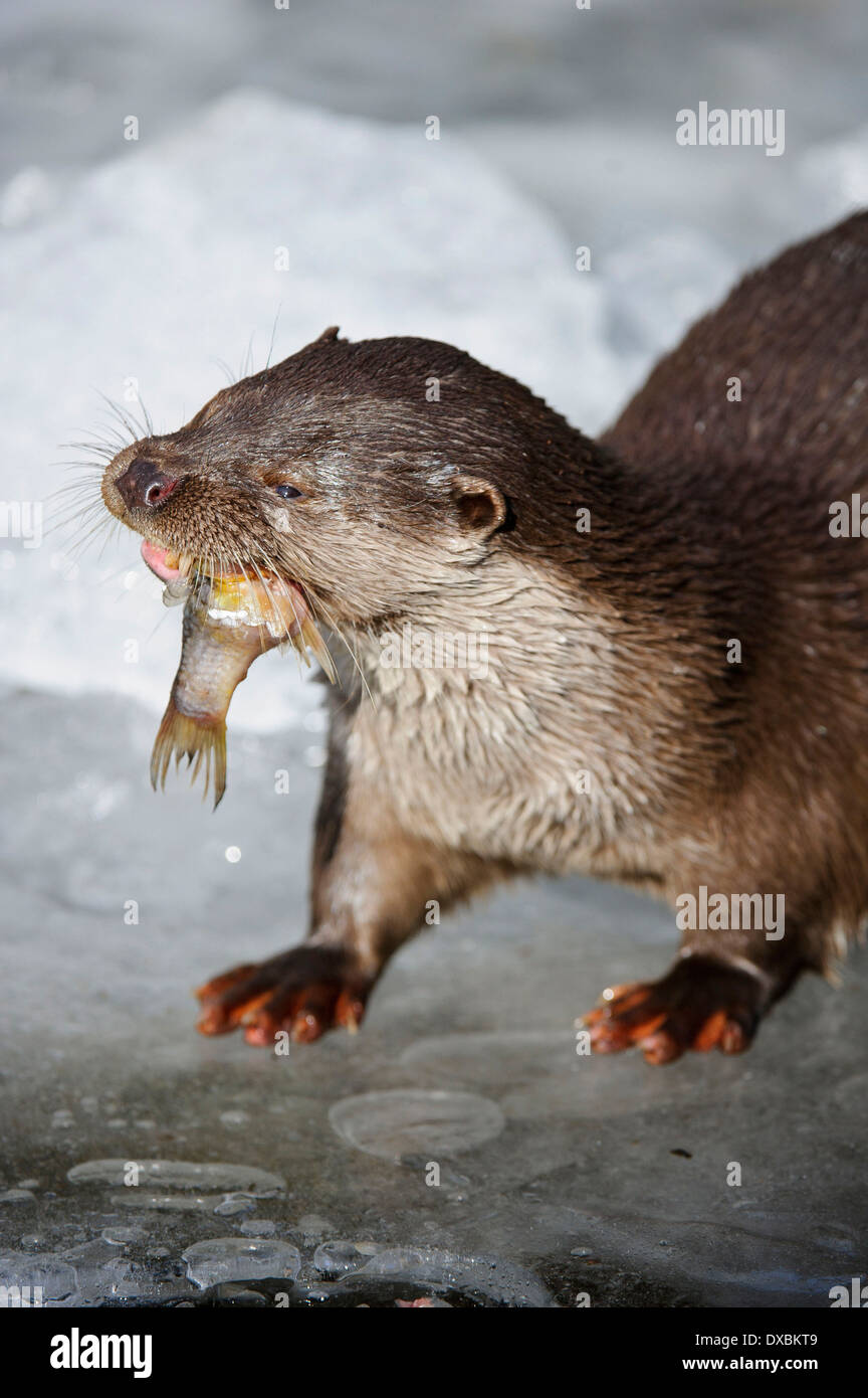 European Otter, River Otter Stock Photo - Alamy