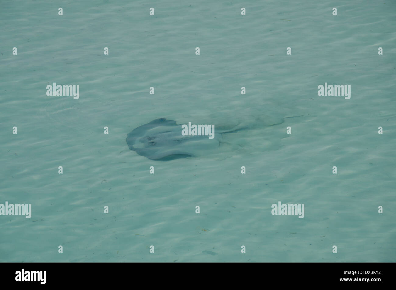 Belize, Caribbean Sea, District of Toledo, The Cayes. West Snake Caye ...