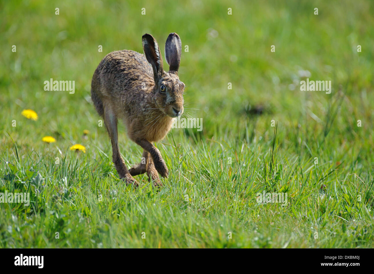 European hare hi-res stock photography and images - Alamy