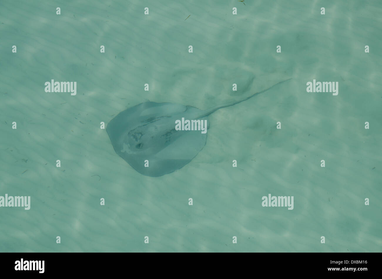 Belize, Caribbean Sea, District of Toledo, The Cayes. West Snake Caye ...