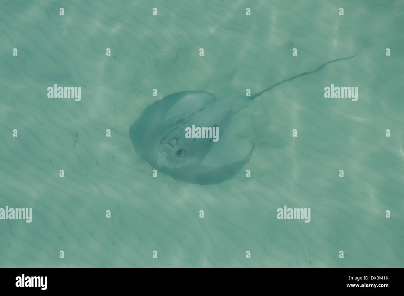 Belize, Caribbean Sea, District of Toledo, The Cayes. West Snake Caye ...