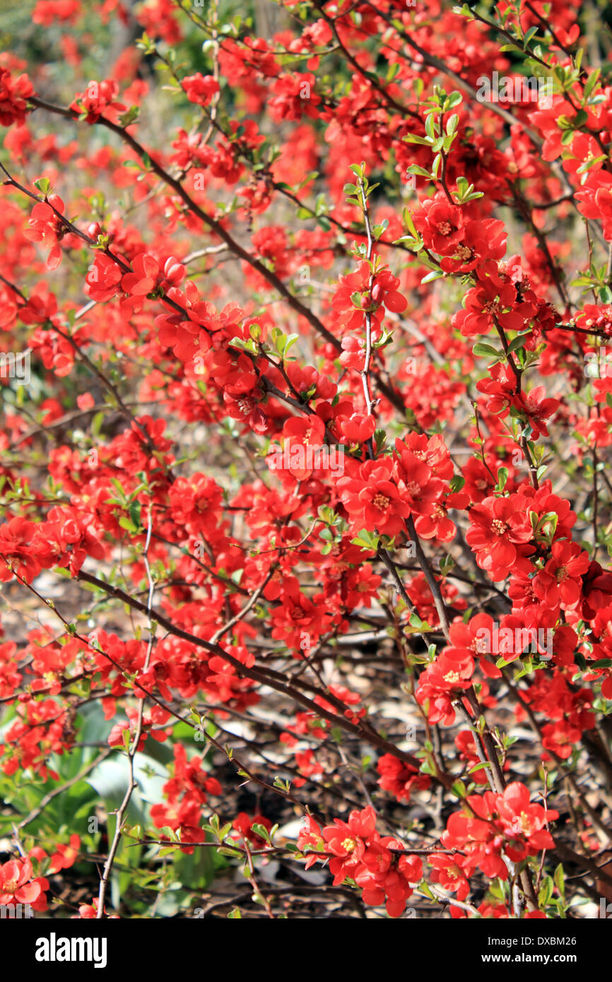 Kew Gardens, London, England, UK Stock Photo - Alamy