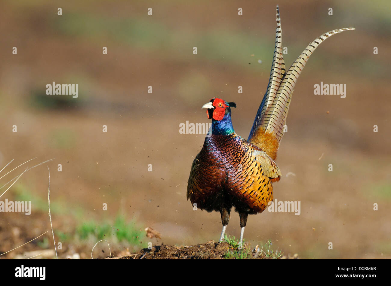 Pheasant hi-res stock photography and images - Alamy