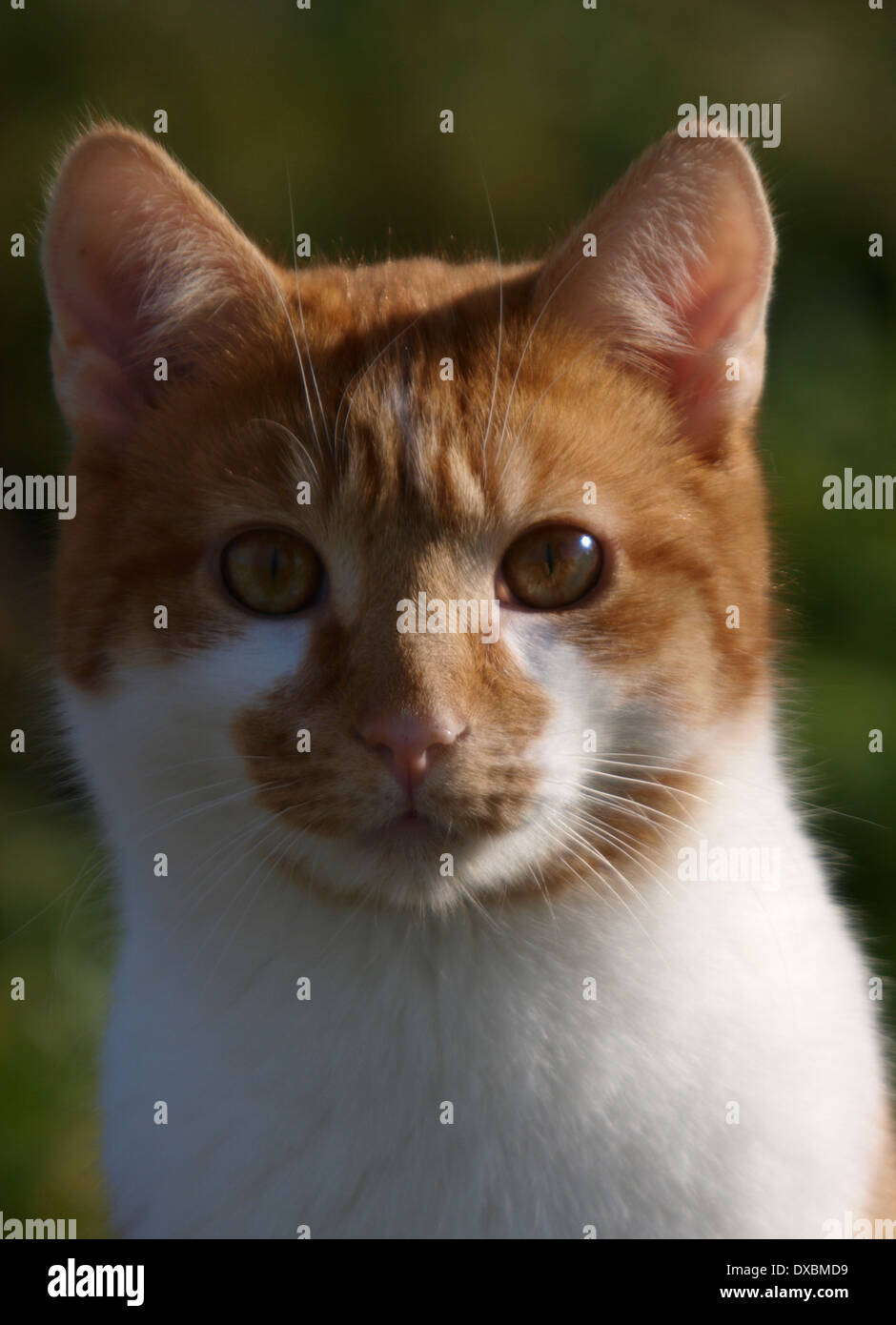 Ginger white cat hi-res stock photography and images - Alamy