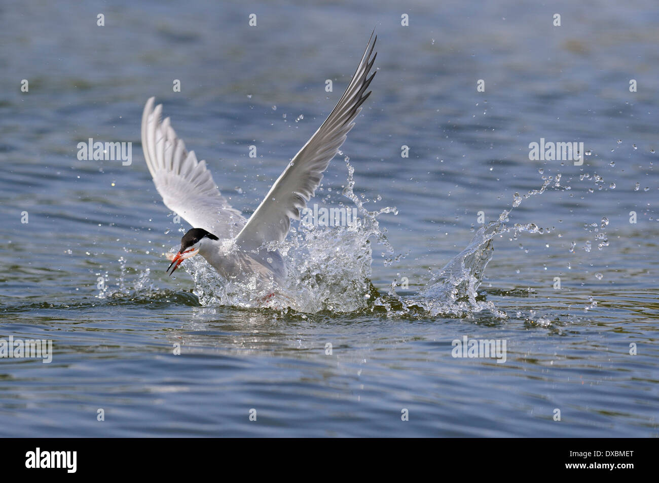Tern images hi-res stock photography and images - Alamy