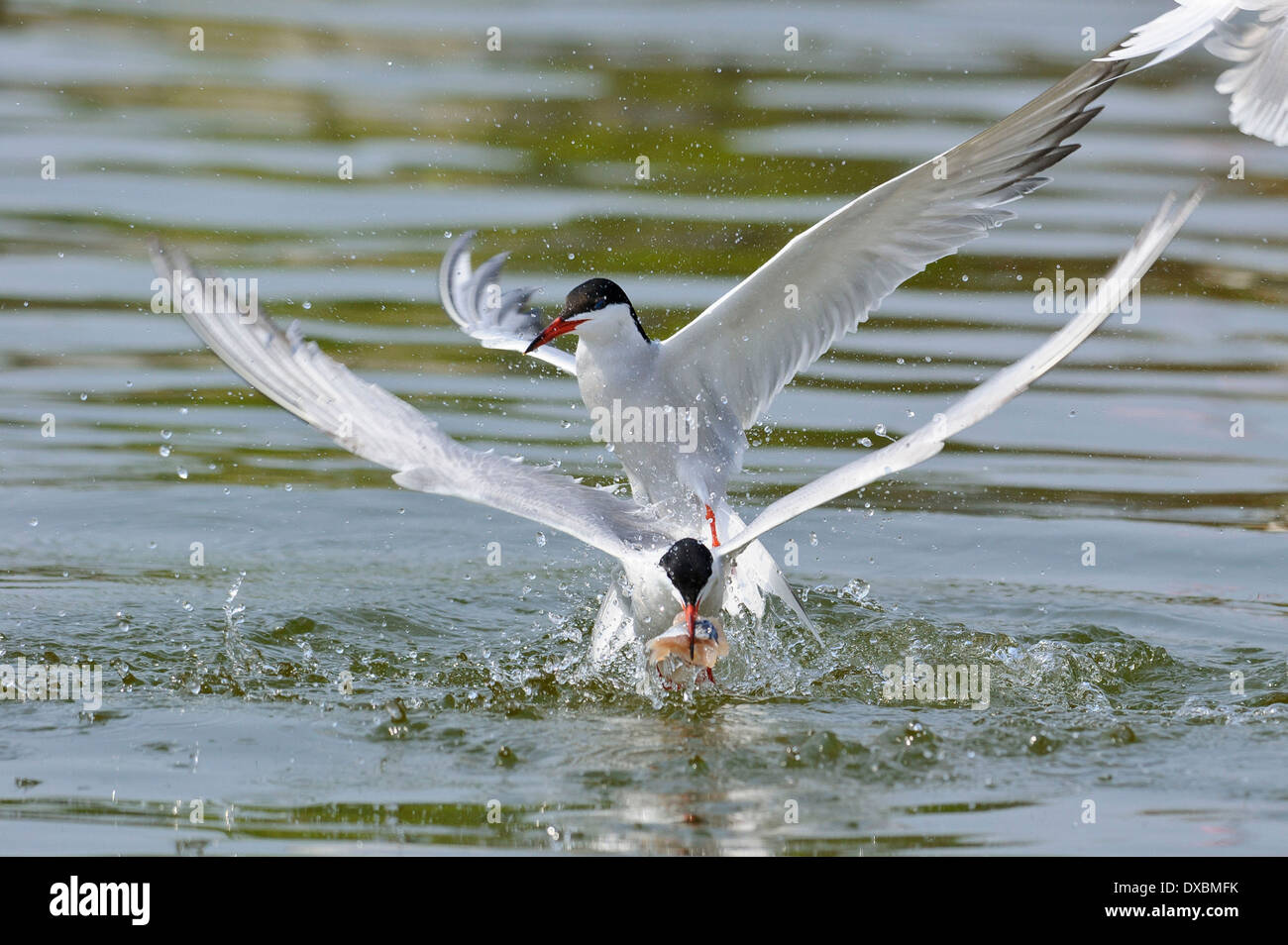 Tern images hi-res stock photography and images - Alamy