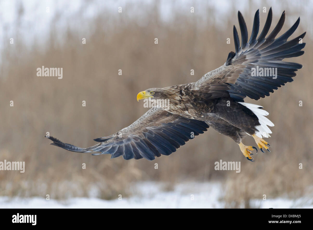 White-tailed Sea Eagle Stock Photo - Alamy