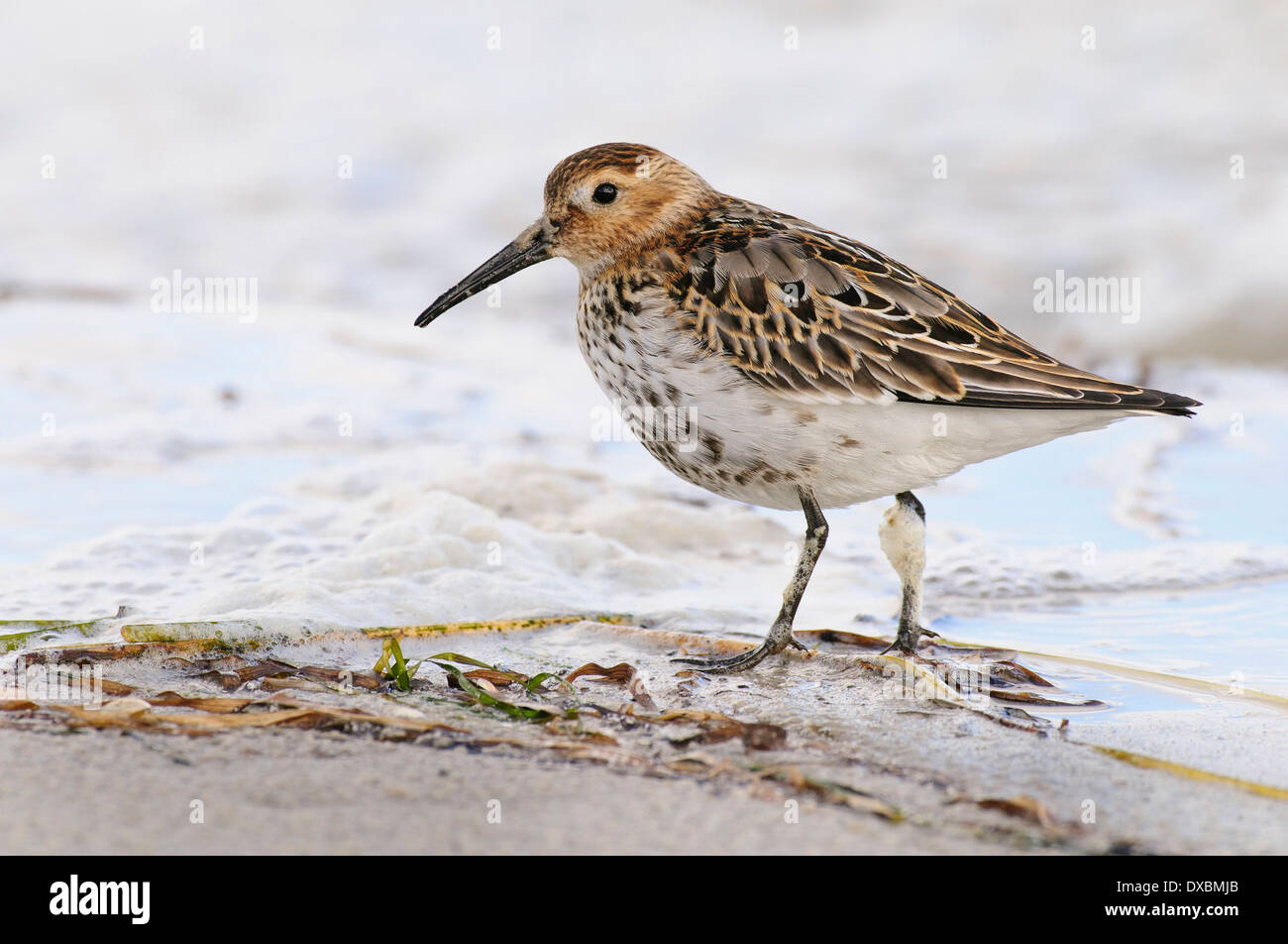 Dunlin hi-res stock photography and images - Alamy