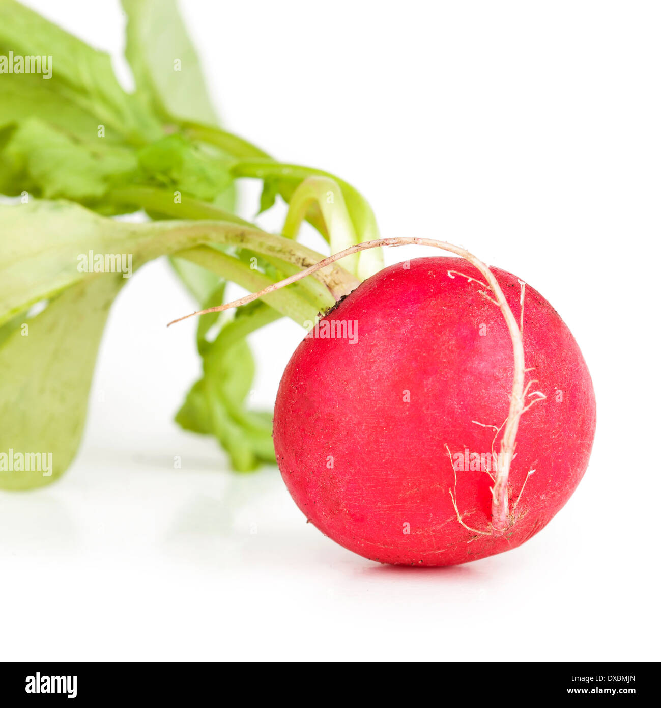 One garden radish, closeup on white background Stock Photo - Alamy