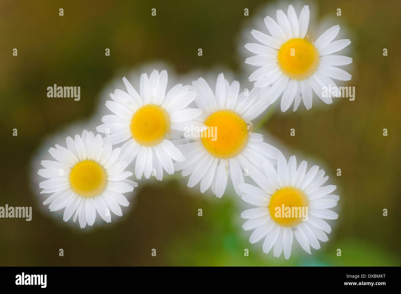 Double daisies hi-res stock photography and images - Alamy