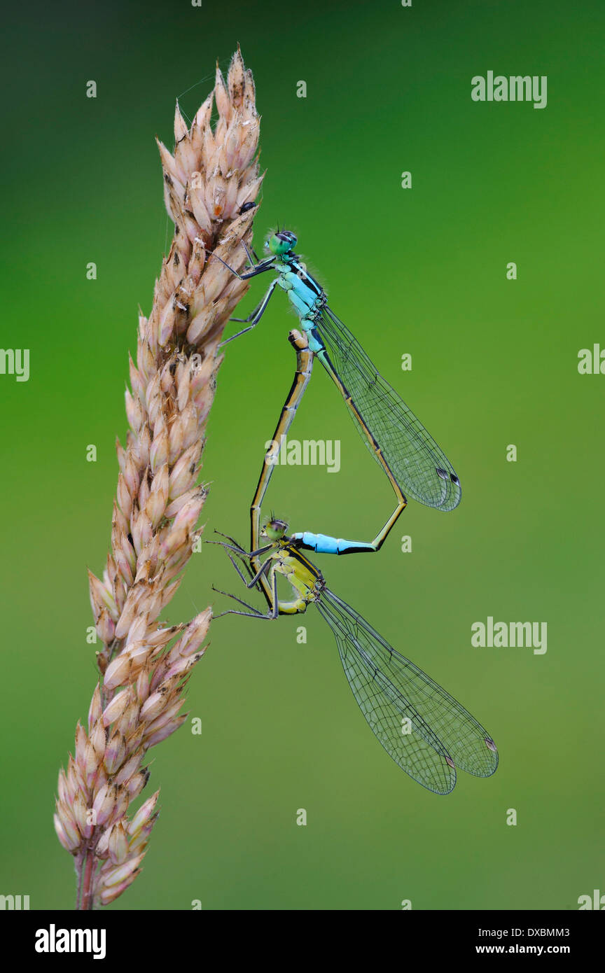 Female blue tailed damselflies hi-res stock photography and images - Alamy