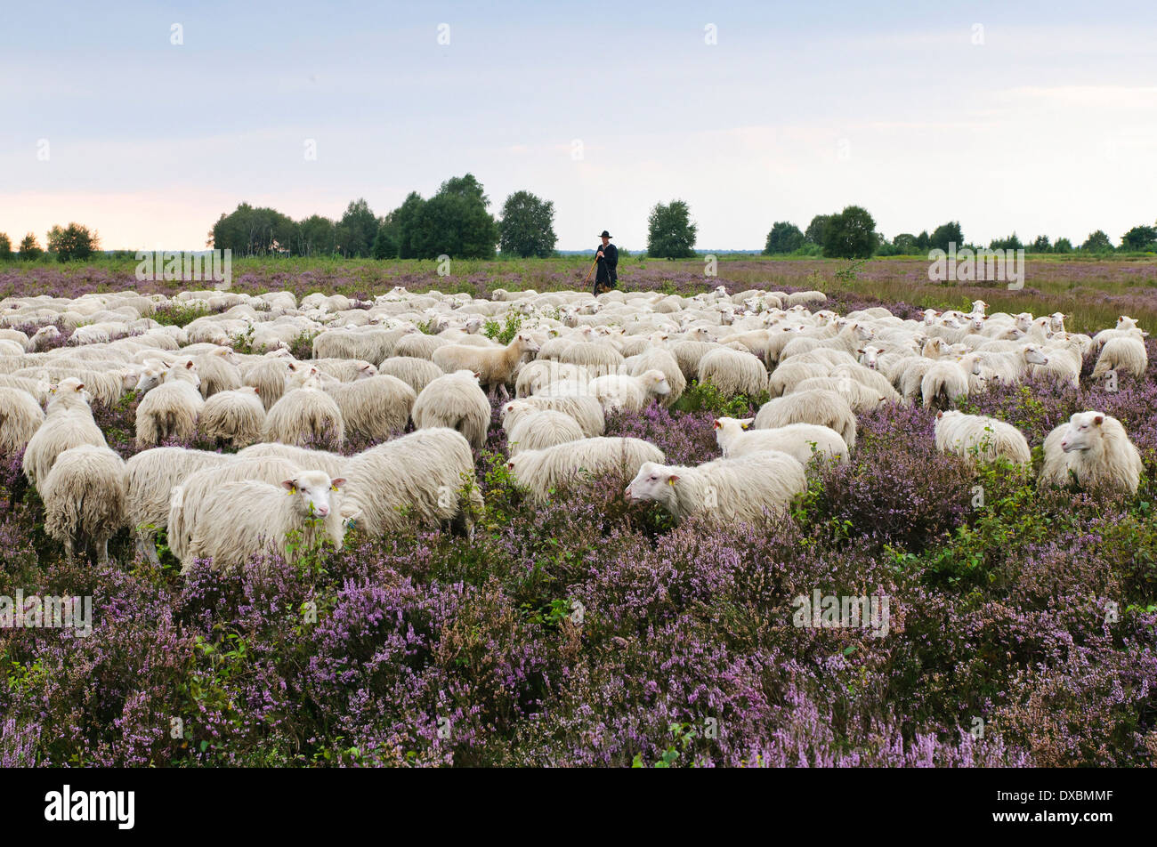 Moorland sheep hi-res stock photography and images - Alamy
