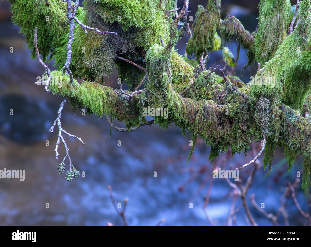 Branch covered in moss hi-res stock photography and images - Alamy