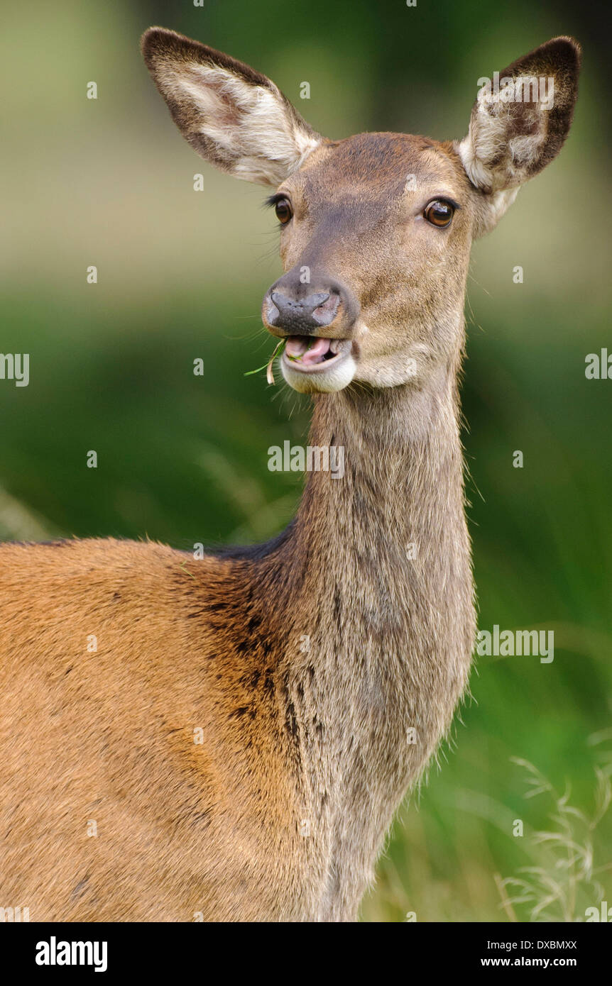 Chewing deer hi-res stock photography and images - Alamy